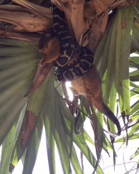 Python GIFs - Get the best gif on GIFER