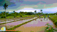 Rice GIFs - Get the best gif on GIFER