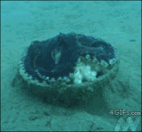 Octopus GIFs - Get the best gif on GIFER