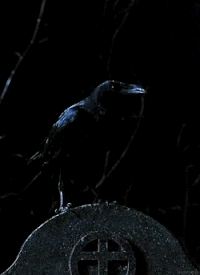 Crow GIFs - Get the best gif on GIFER