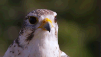 Falcon GIFs - Get the best gif on GIFER