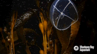Seaweed GIFs - Get the best gif on GIFER