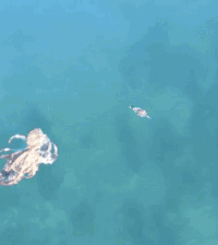Cangrejo GIF - Conseguir el mejor gif en GIFER