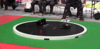 Sumos GIFs - Get the best gif on GIFER