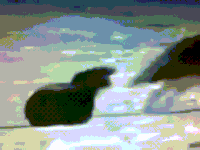 Skunk GIFs - Get the best gif on GIFER