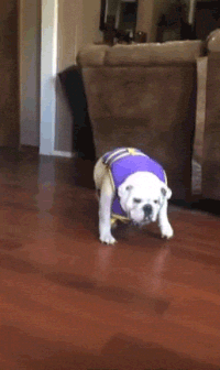 Bulldog GIFs - Get the best gif on GIFER