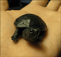 Turtle GIFs - Get the best gif on GIFER