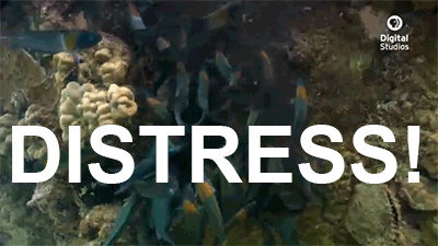 Damselfish GIFs - Get the best gif on GIFER