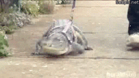 Alligator GIFs - Get the best gif on GIFER