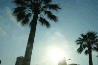 Tropical GIFs - Get the best gif on GIFER