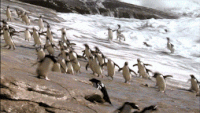Invasion GIFs - Get the best gif on GIFER