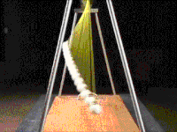 Pendulum GIFs - Get the best gif on GIFER