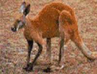 Aussie GIFs - Get the best gif on GIFER