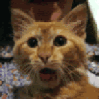 Rotfl GIFs - Get the best gif on GIFER