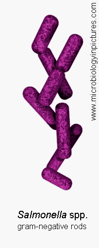 Microbiology GIFs - Get the best gif on GIFER