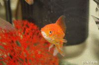 Goldfish GIFs - Get the best gif on GIFER