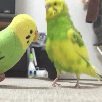 Stuffed GIFs - Get the best gif on GIFER
