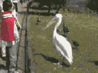 Pelican GIFs - Get the best gif on GIFER