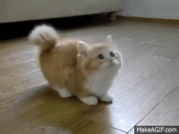 Fluffy GIFs - Get the best gif on GIFER