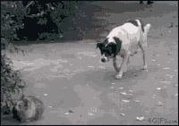 Stealth GIFs - Get the best gif on GIFER