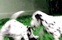 Breeding GIFs - Get the best gif on GIFER