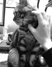 Stawp GIFs - Get the best gif on GIFER