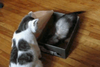 Ferret GIFs - Get the best gif on GIFER