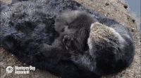 Fluffy GIFs - Get the best gif on GIFER
