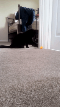 Demonstrate GIFs - Get the best gif on GIFER