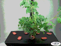 Томат GIFs - Get the best gif on GIFER