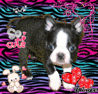 Terrier GIFs - Get the best gif on GIFER