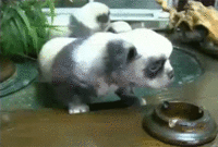 Bred GIFs - Get the best gif on GIFER