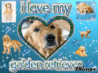 Retrievers GIFs - Get the best gif on GIFER