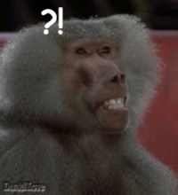 Lolwut GIFs - Get the best gif on GIFER