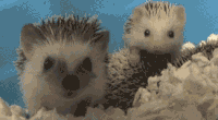 Yaaaaaaaaaaaa GIFs - Get the best gif on GIFER