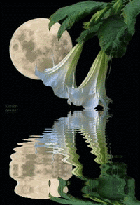 Blue moon GIFs - Get the best gif on GIFER