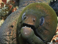 Eels GIFs - Get the best gif on GIFER