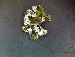 Lichen GIFs - Get the best gif on GIFER