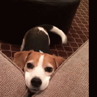 Beagles GIFs - Get the best gif on GIFER