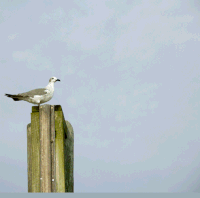 Seagulls GIFs - Get the best gif on GIFER