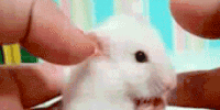 Raton GIFs - Get the best gif on GIFER