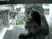 Observando GIFs - Get the best gif on GIFER