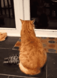 Tortoise GIFs - Get the best gif on GIFER