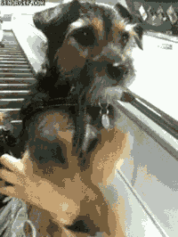 Carry GIFs - Get the best gif on GIFER