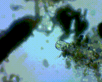 Rotifers GIFs - Get the best gif on GIFER