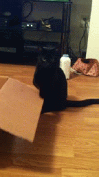 Belle GIFs - Get the best gif on GIFER