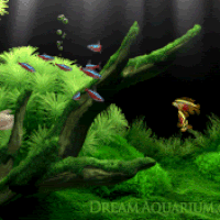 Aquarium GIFs - Get the best gif on GIFER