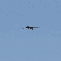 Ospreys GIFs - Get the best gif on GIFER