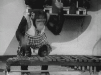 Chimp GIFs - Get the best gif on GIFER