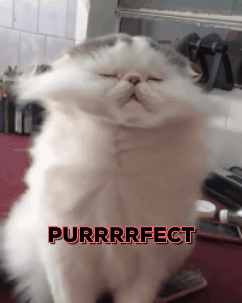 Purrfect GIFs - Get the best gif on GIFER